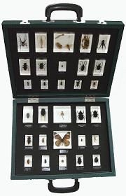 Science First Insect Mount Set, 30 piece.