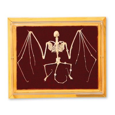 Science First Skeleton: Bat.