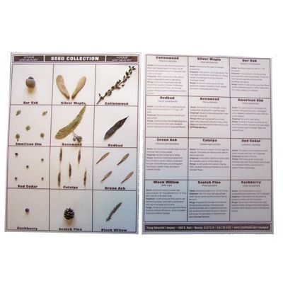 Science First Seed Collection, Mounted.
