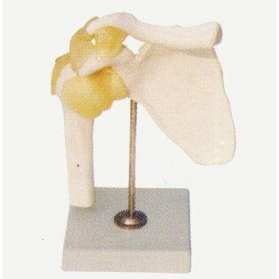 Science First Shoulder Model, Natural Size. On Stand.