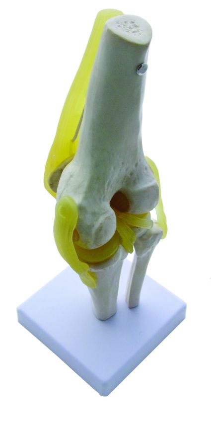 Science First Knee Joint Model, Functional.