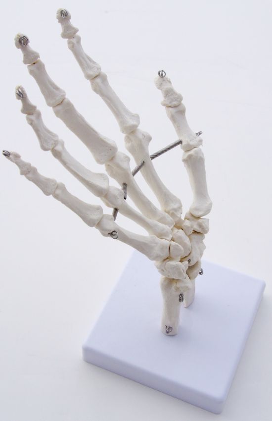 Science First Hand, Natural Size 4 Pc W/Base.