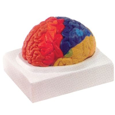 Science First Brain Model, Regional, 2 Pc.