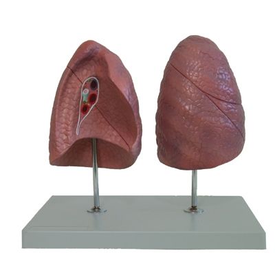 Science First Lung model, left and right. Natural size.