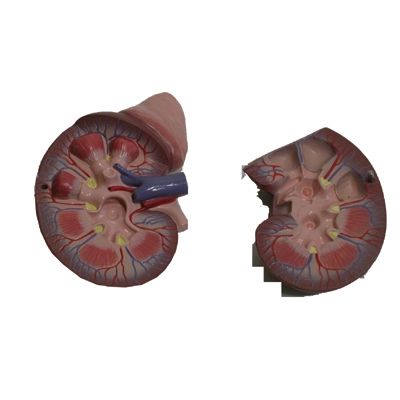 Science First Kidney and Adrenal Gland Model. Natural Size 2 Pc.