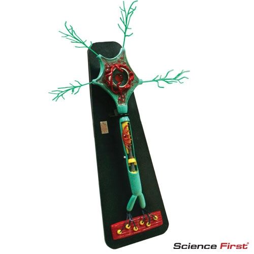 Science First Motor Neuron Model