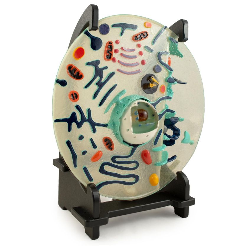 Science First Animal Cell Model