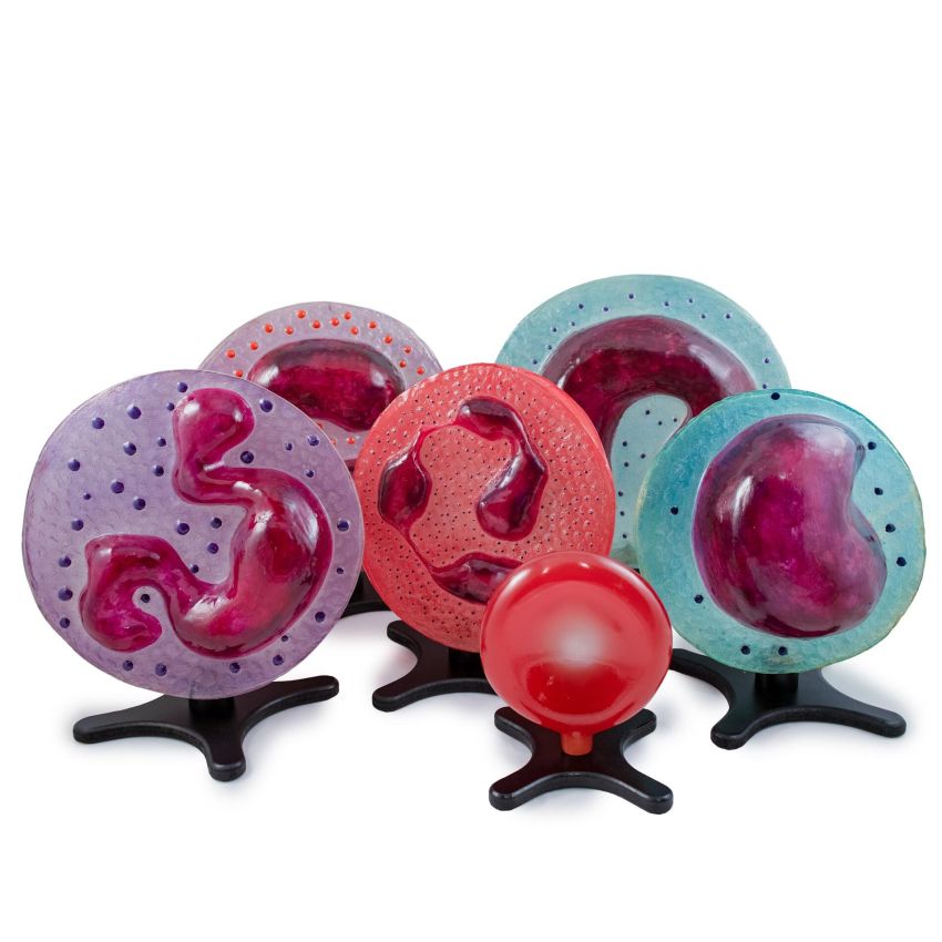 Science First Human Blood Cell