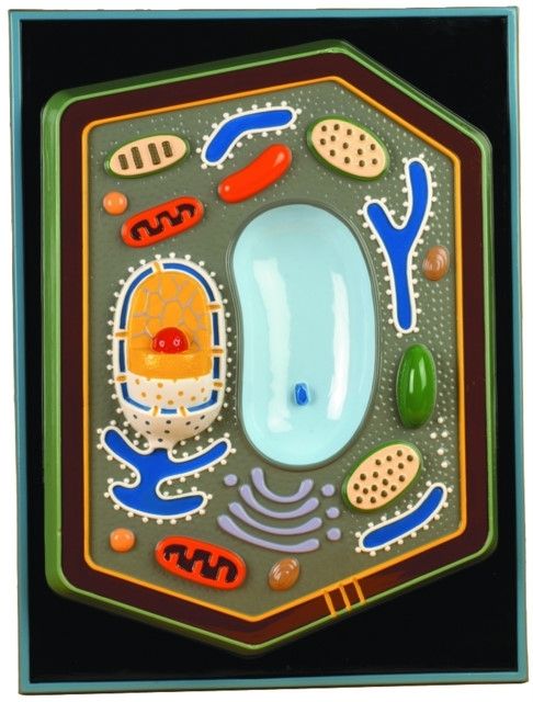 Science First Plant Cell Plaque Model, STACO
