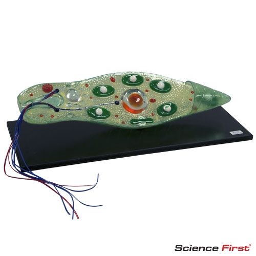 Science First Euglena Model, STACO