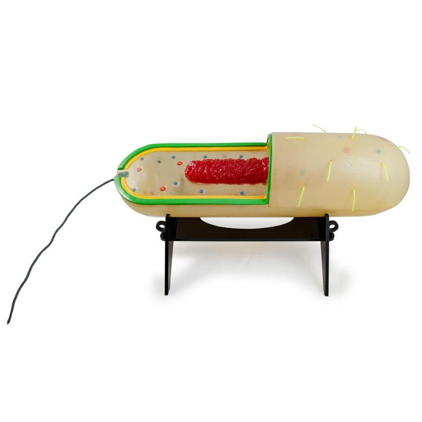 Science First Prokaryotic Cell Model, STACO